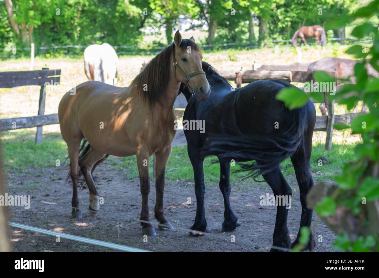 Pferde auf der Koppel in Aachen am 1. Mai 2025. GERMANY - AACHEN - FARM ...