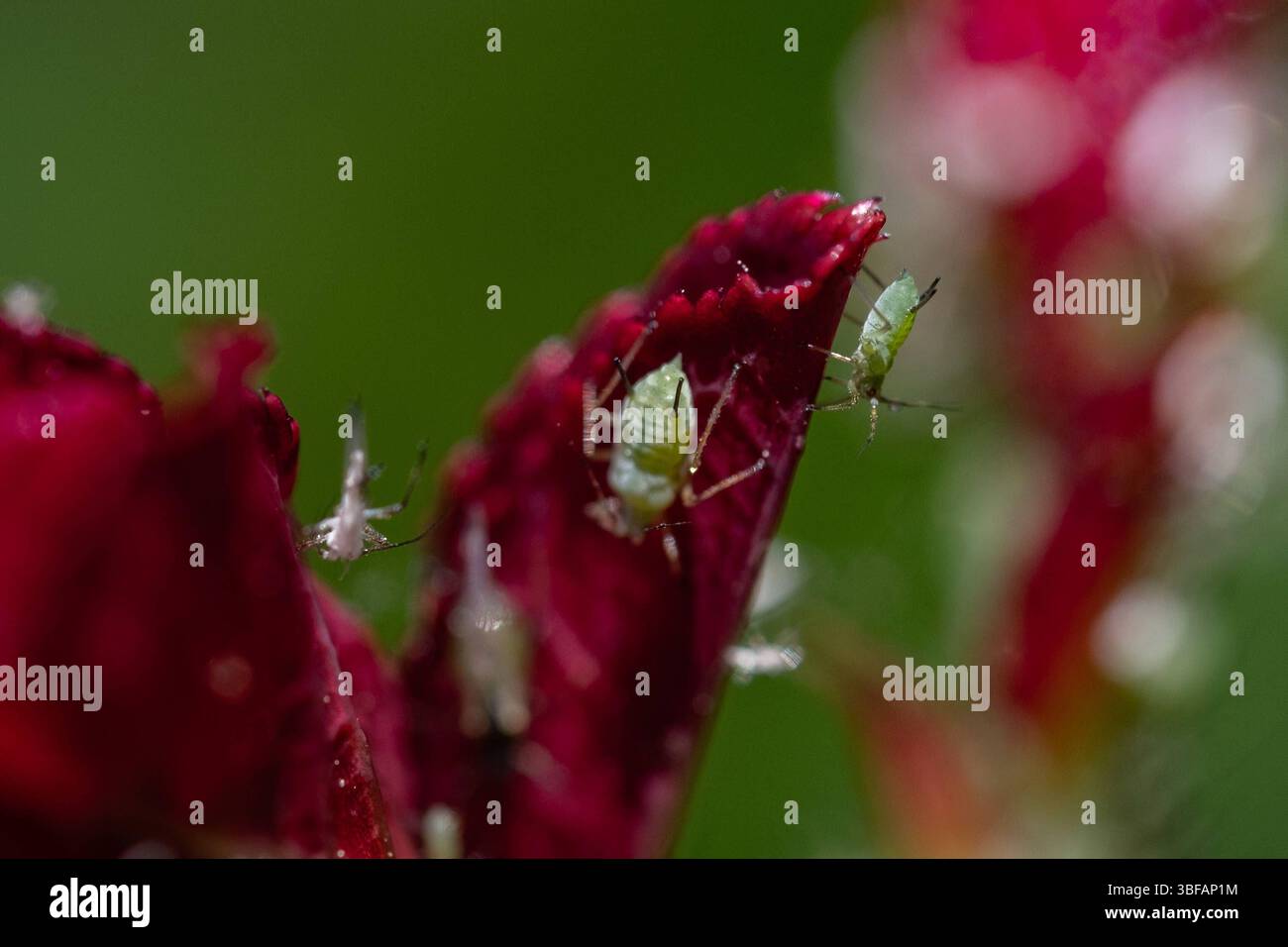 Blattlaeuse an einer knopsenden Rose in Aachen am 16. Mai 2025. GERMANY ...
