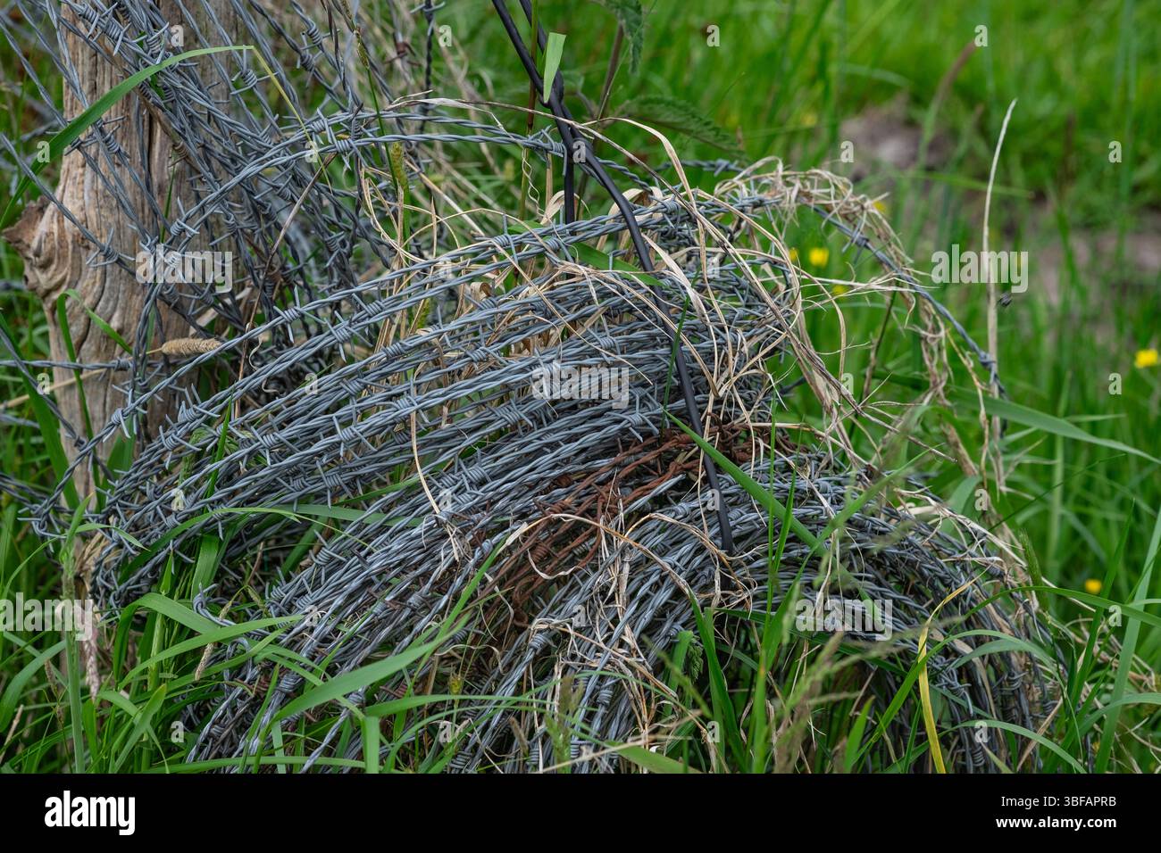 Stacheldraht in Aachen am 30. Mai 2025. GERMANY - AACHEN - FARM Stock ...