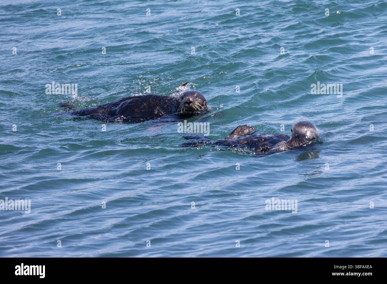 Sea otters swimming hi-res stock photography and images - Alamy