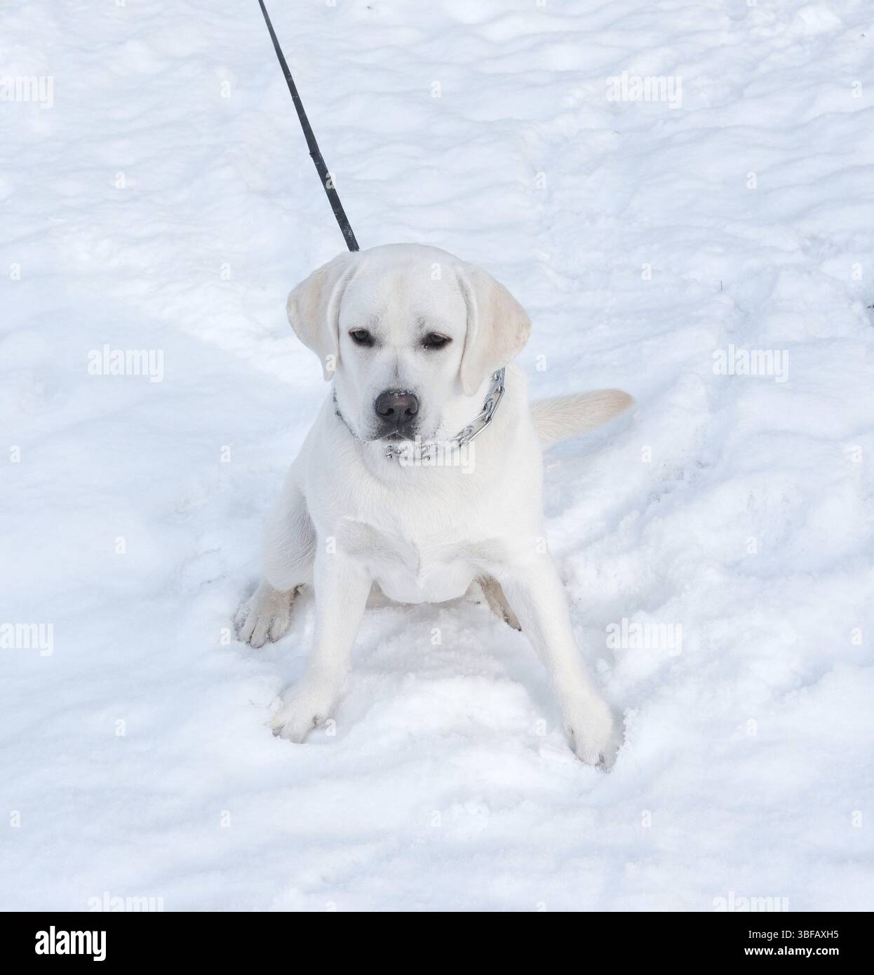 Dog in neck collar hi-res stock photography and images - Alamy