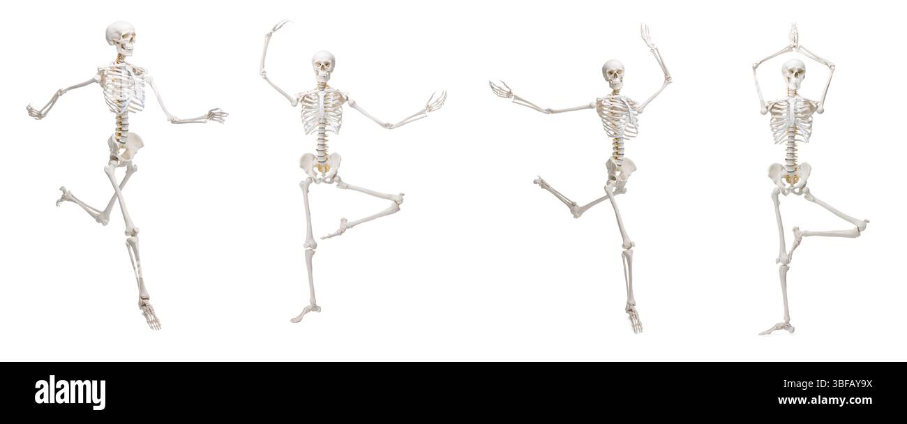 Artificial human skeleton model in different poses isolated on white ...