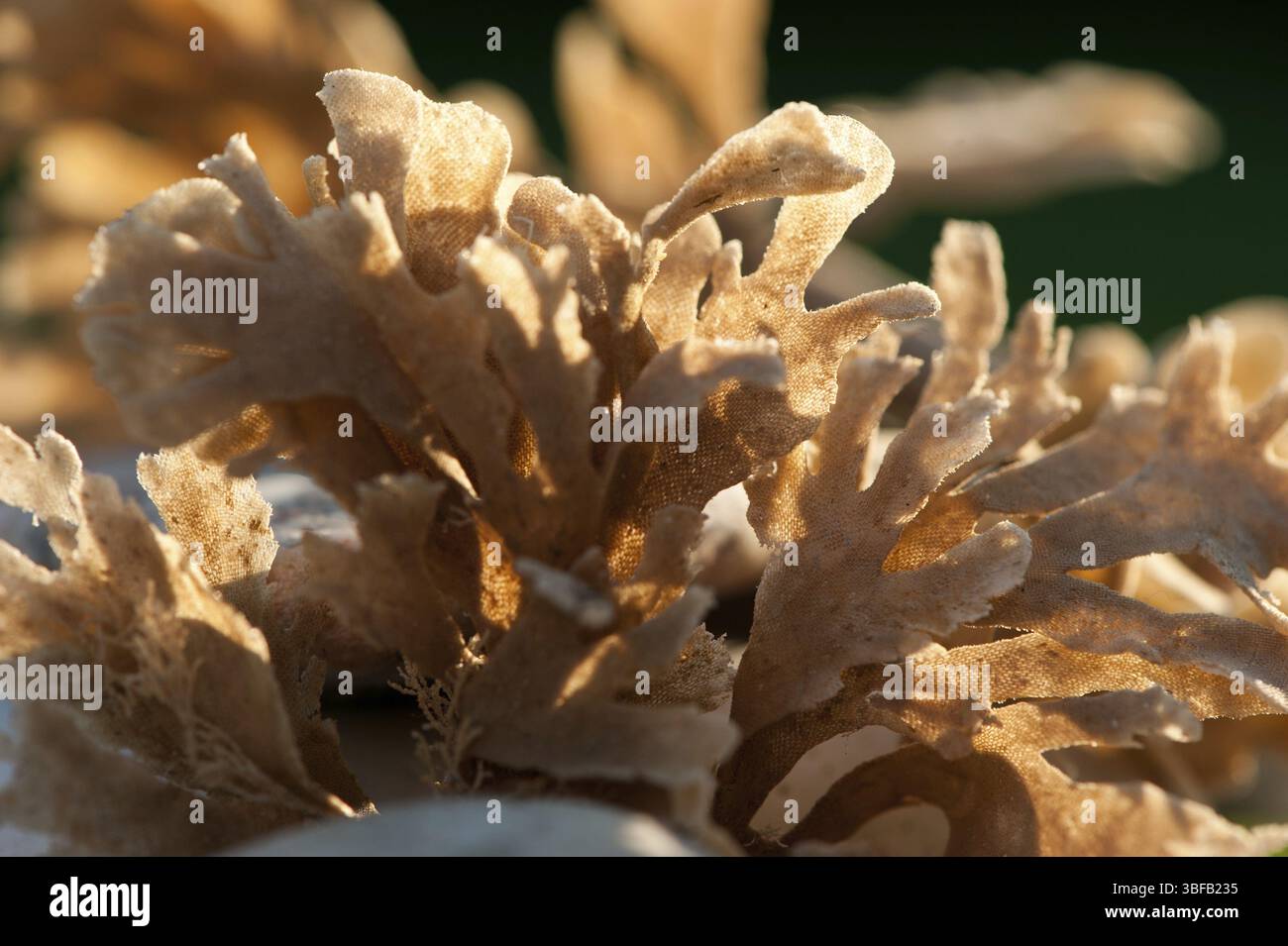 Flustra foliacea hi-res stock photography and images - Alamy