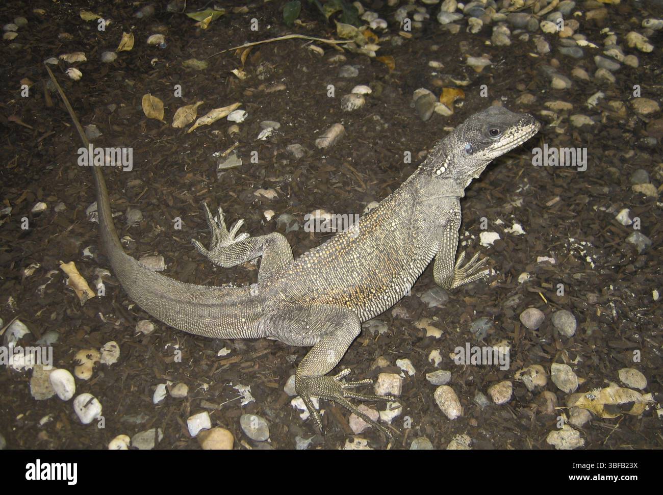 Sail lizard (Hydrosaurus pustulatus Stock Photo - Alamy