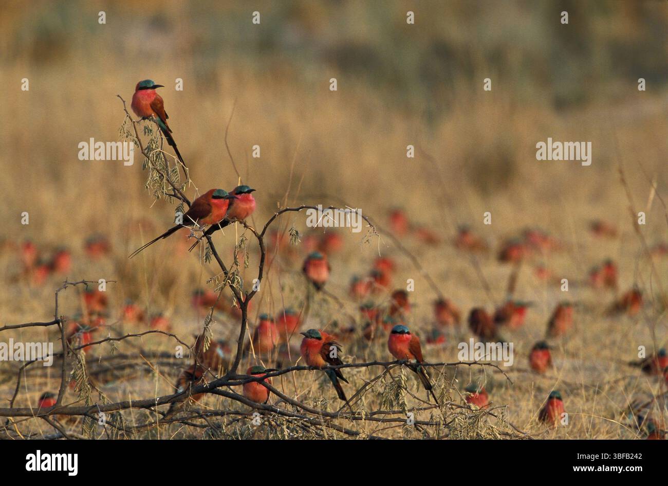 Scarlet Bee-eater (Merops nubicoides Stock Photo - Alamy