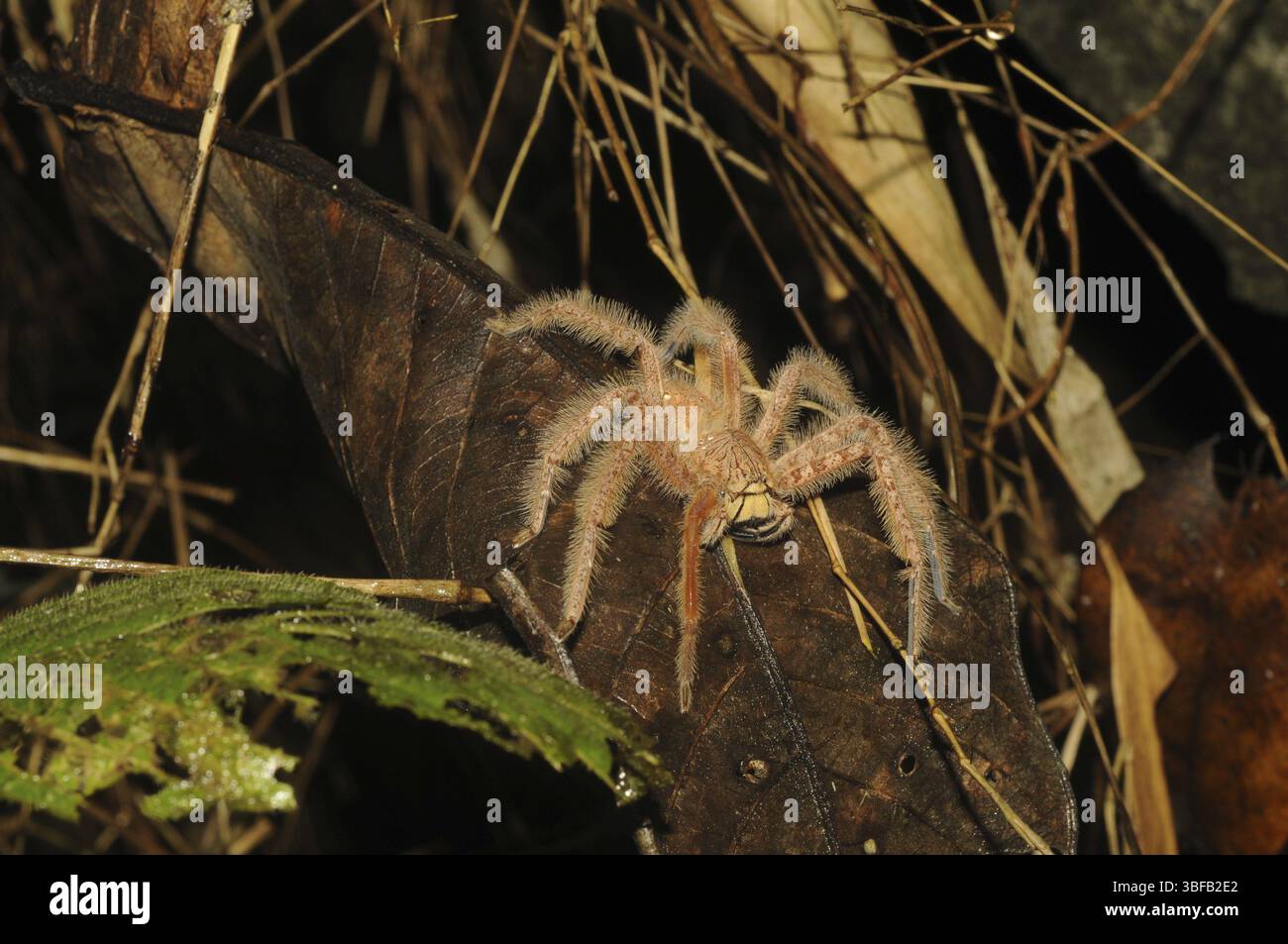 Giant crab spider species (Heteropoda davidbowie Stock Photo - Alamy