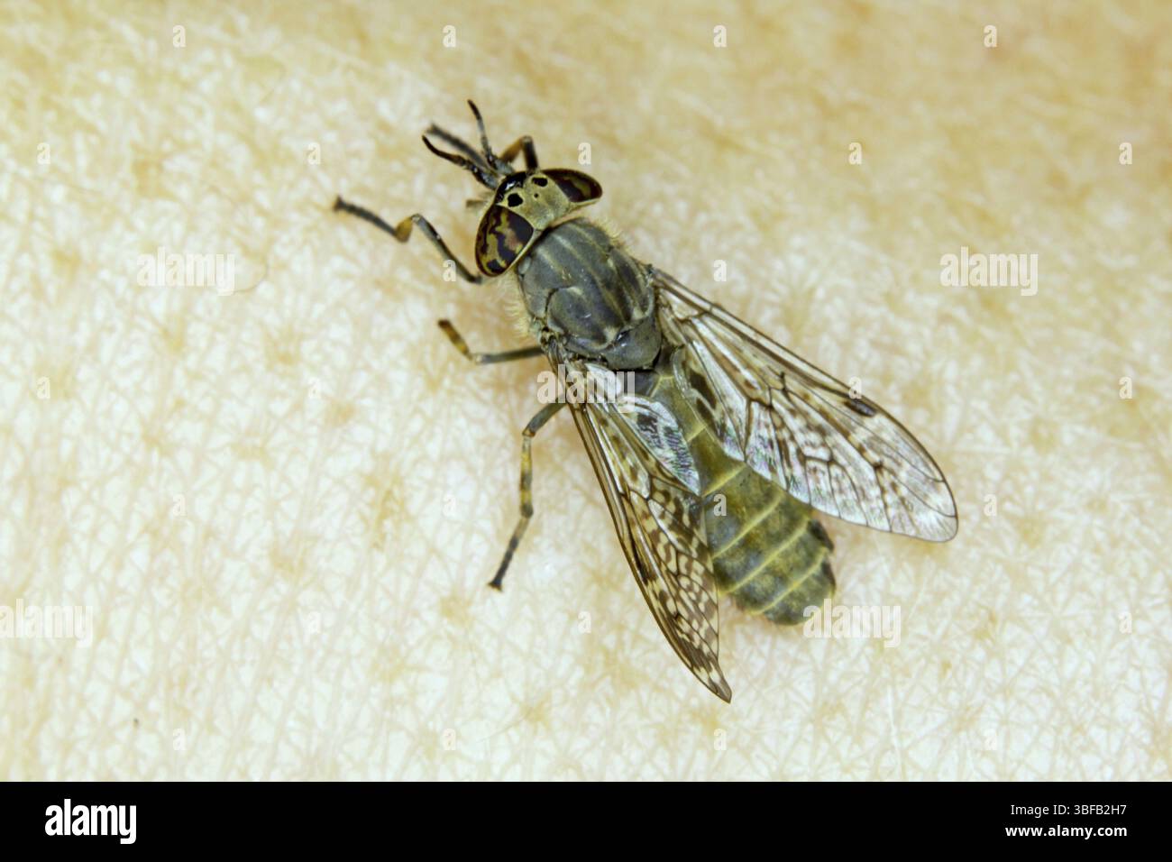 Rain brake - on the arm (Haematopota pluvialis Stock Photo - Alamy