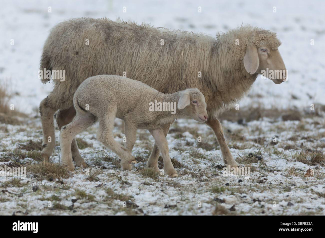 Juvenile mouflon ovis orientalis hi-res stock photography and images ...