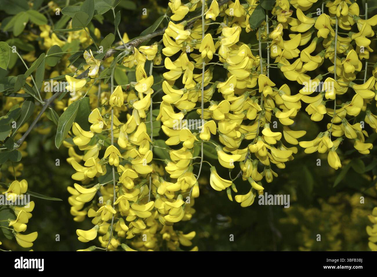 Laburnum anagyroides (Laburnum anagyroides Stock Photo - Alamy