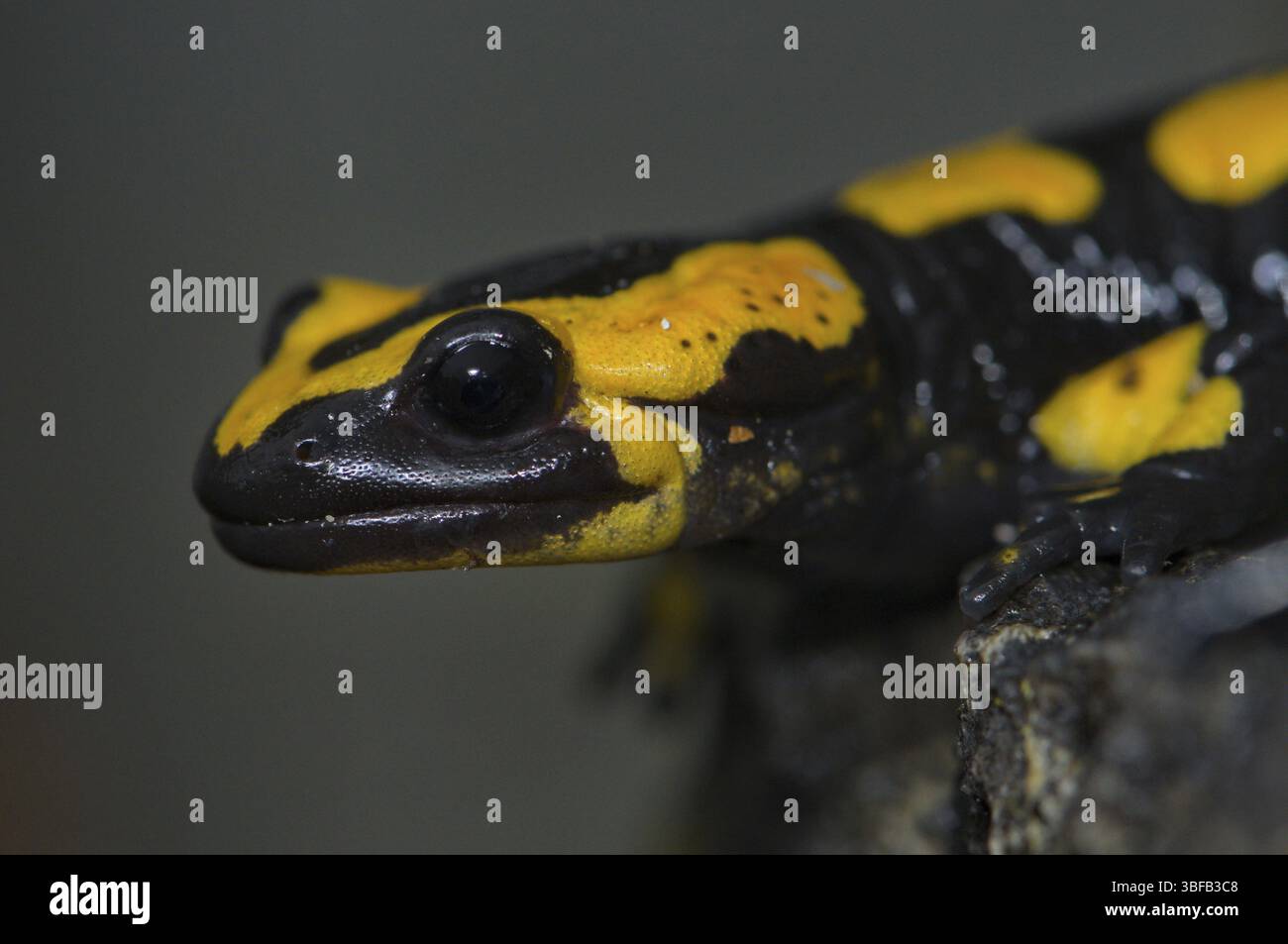Fire salamander (Salamandra salamandra terrestris Stock Photo - Alamy