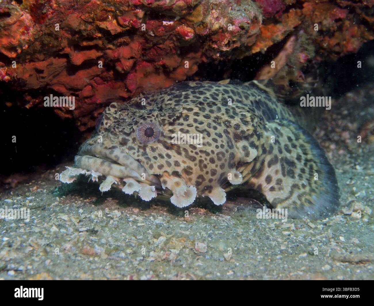 Opsanus hi-res stock photography and images - Alamy