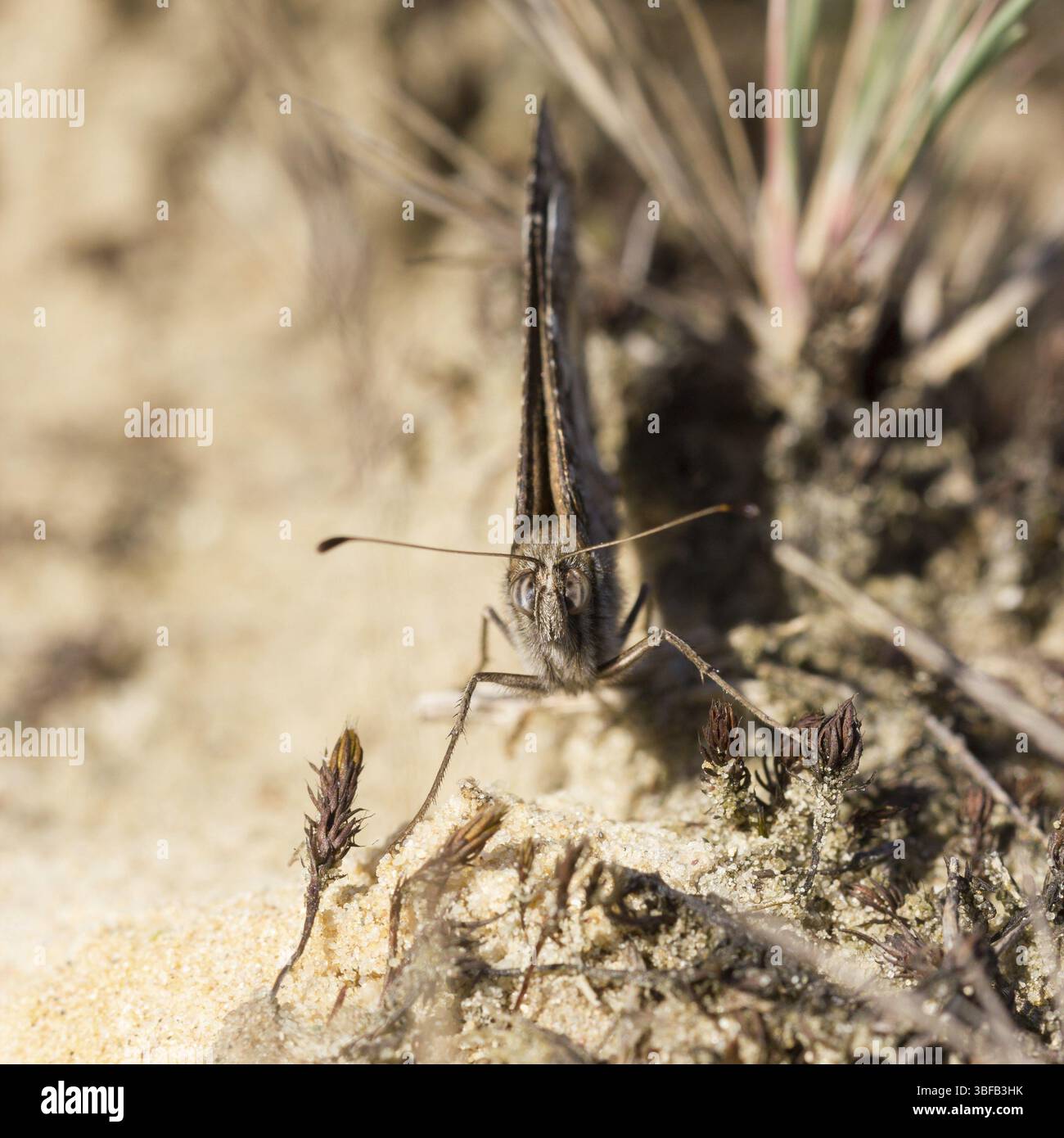 Ochre-banded velvet butterfly in the sand, from the front (Hipparchia ...