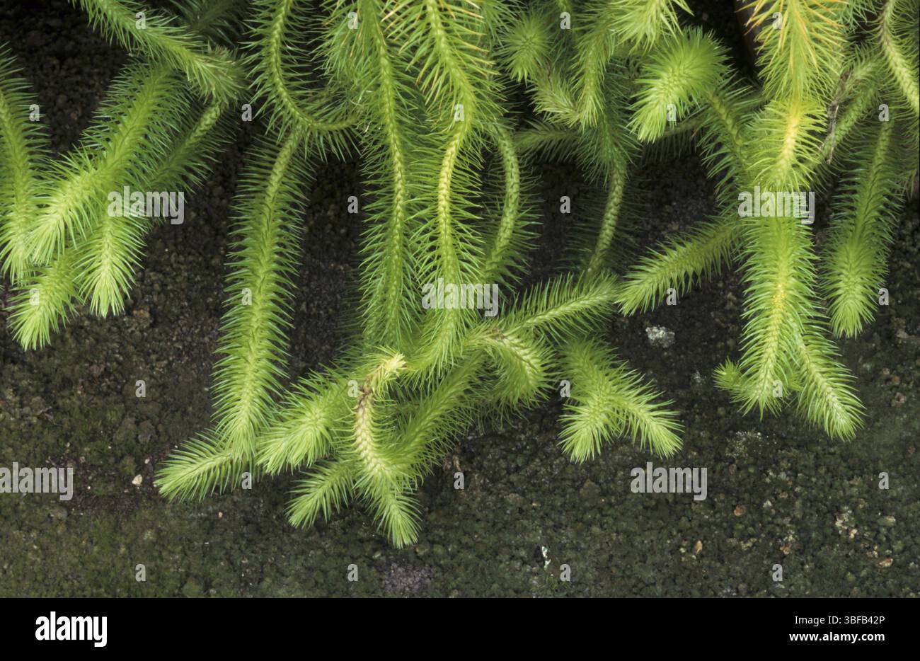 Lycopodium species (Lycopodium sp Stock Photo - Alamy