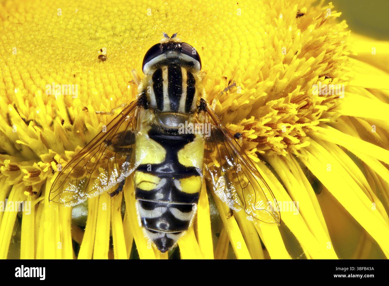 Large marsh hoverfly (Helophilus trivittatus Stock Photo - Alamy