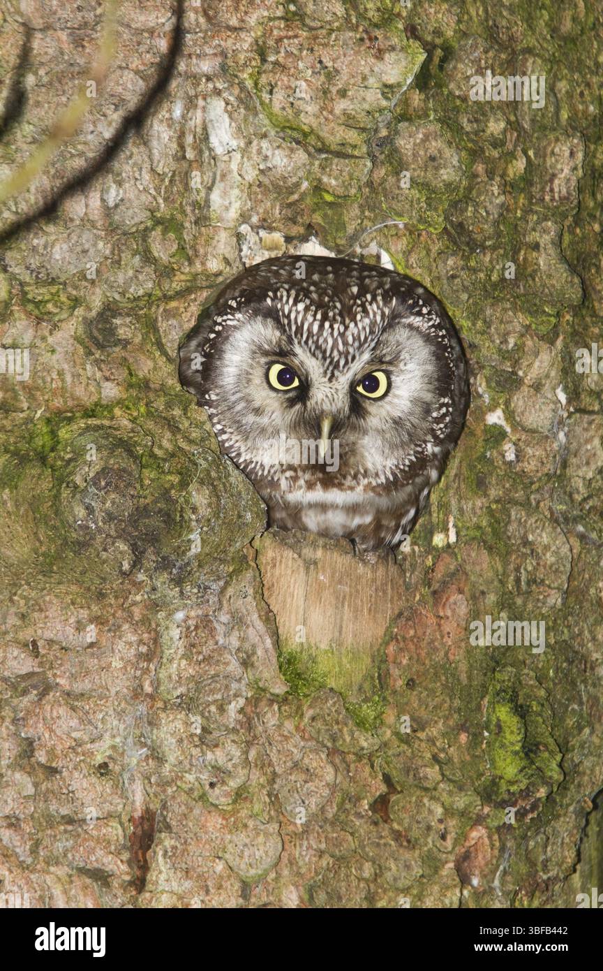 Great Horned Owl (Aegolius funereus Stock Photo - Alamy