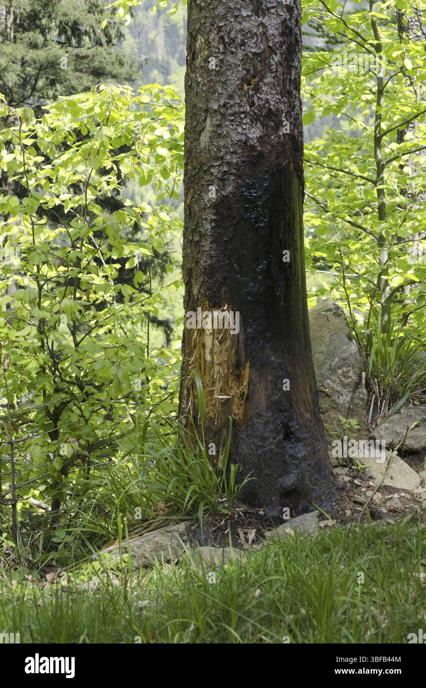 Tar tree hi-res stock photography and images - Alamy