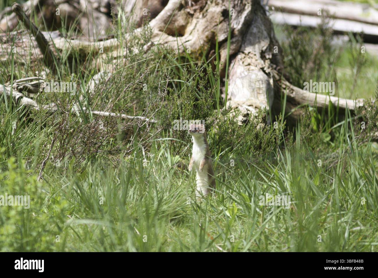 Long-tailed weasel (Mustela frenata Stock Photo - Alamy