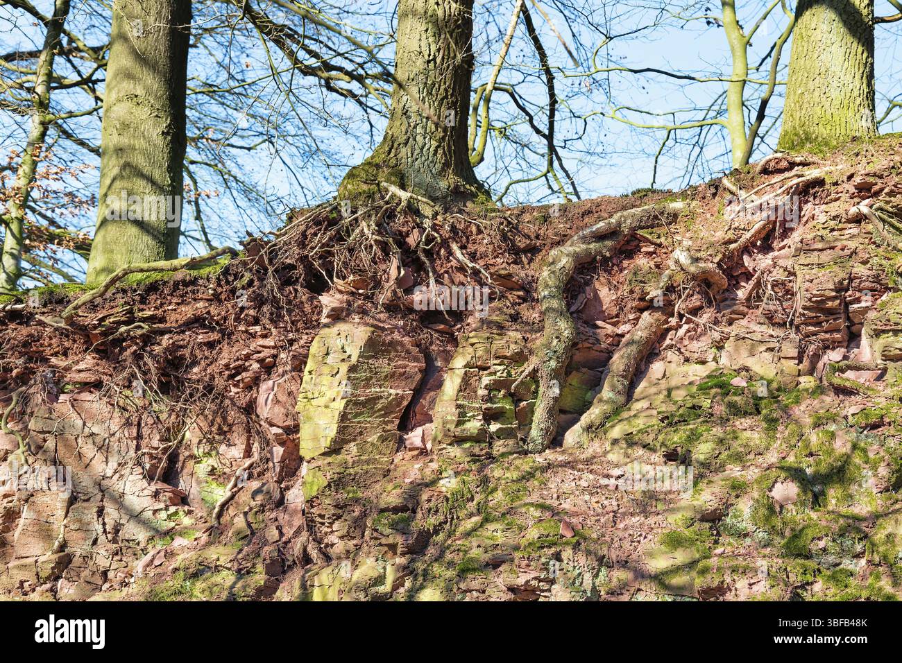 Soil transition hi-res stock photography and images - Alamy