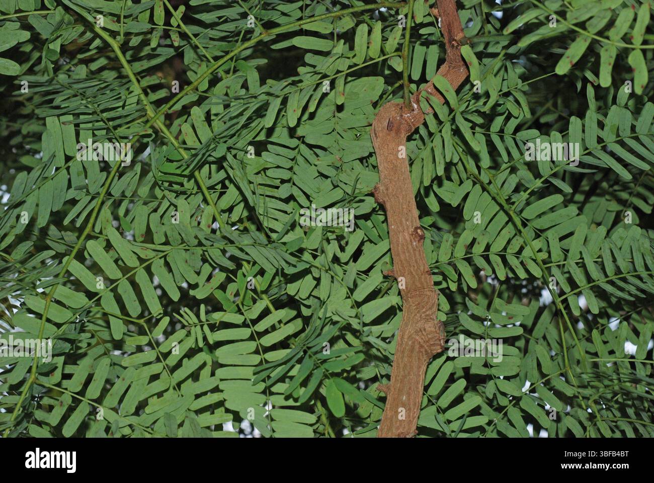 Tamarind tree hi-res stock photography and images - Alamy