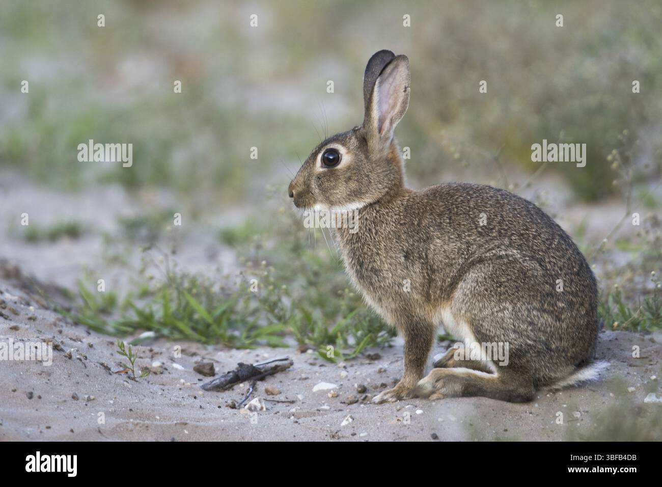 Wild rabbit (Oryctolagus cuniculus Stock Photo - Alamy