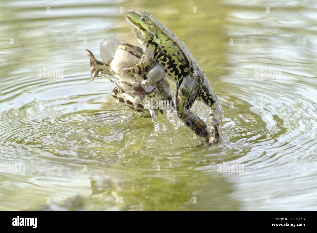 Edible Frog (Pelophylax cl. esculentus Stock Photo - Alamy