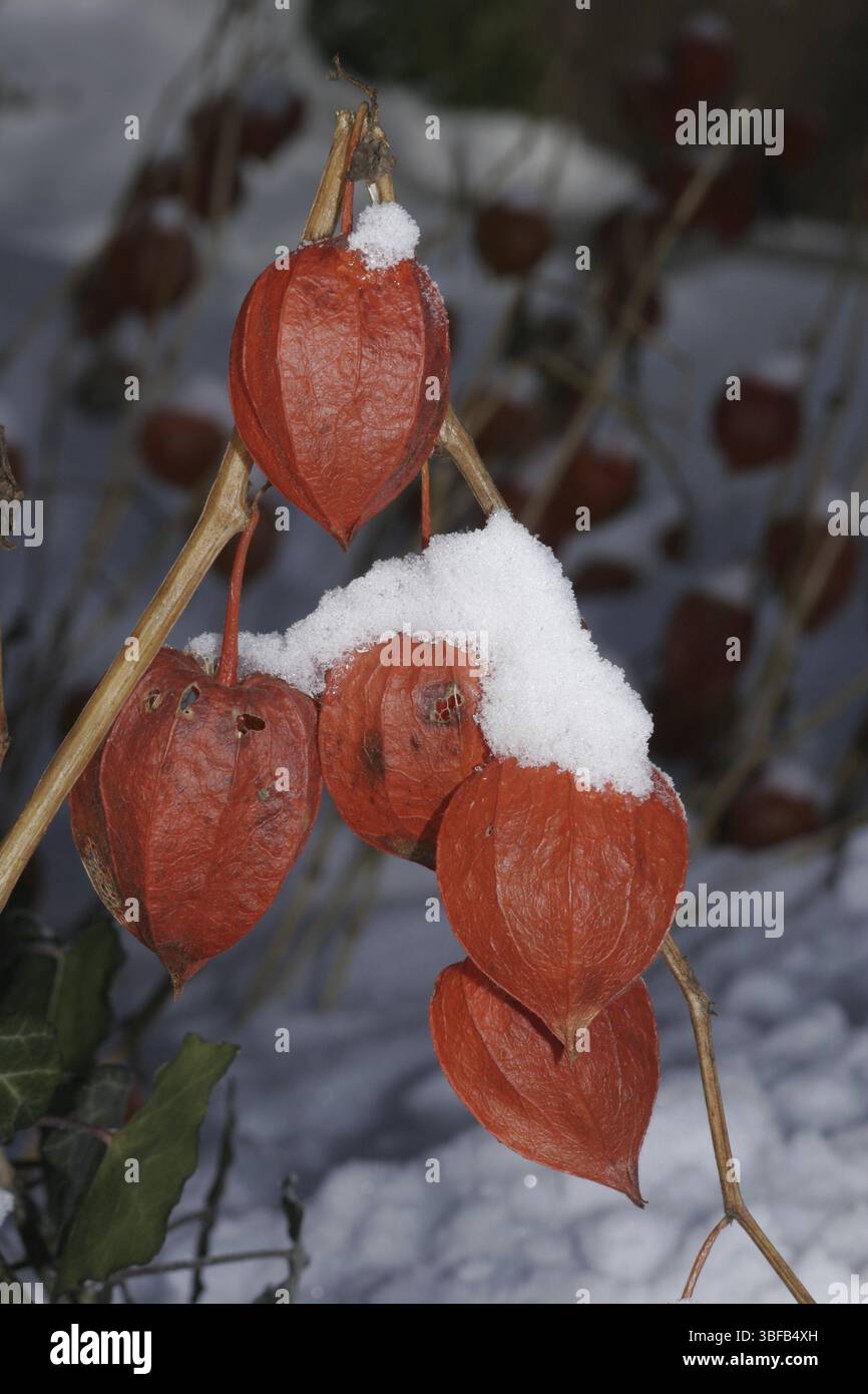 Lampion flower (Physalis alkekengi Stock Photo - Alamy