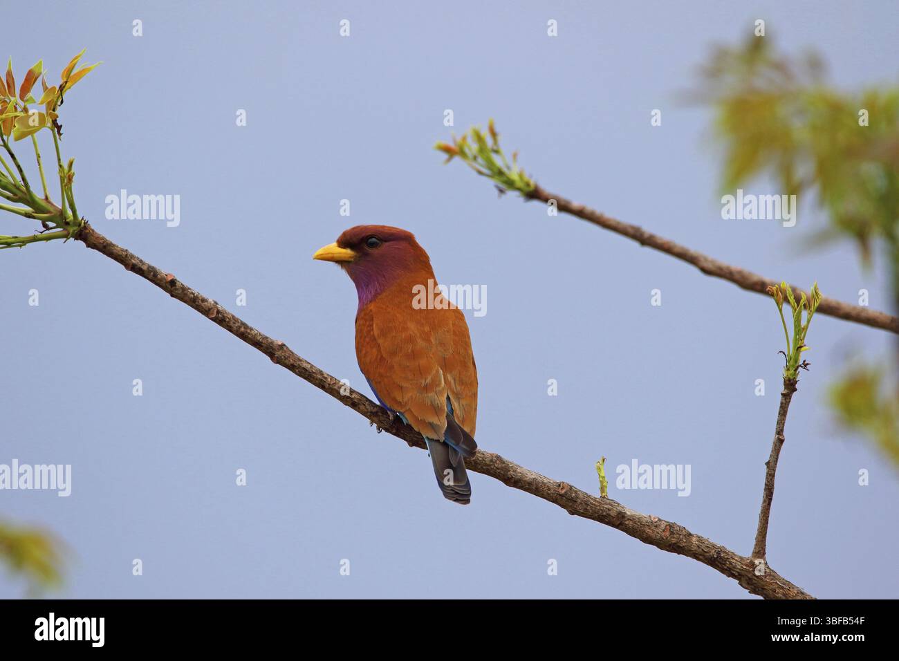 Cinnamon roller (Eurystomus glaucurus Stock Photo - Alamy