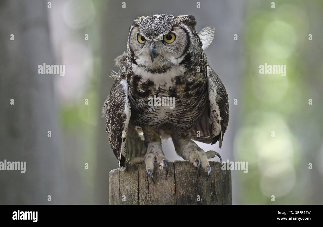 Virginia eagle owl (Bubo virginianus Stock Photo - Alamy