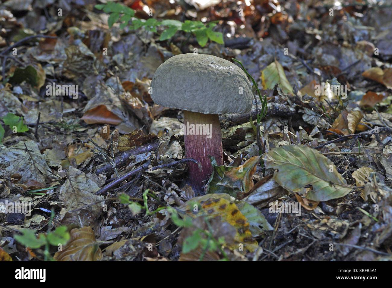 Calyptus calopus (Boletus calopus Stock Photo - Alamy