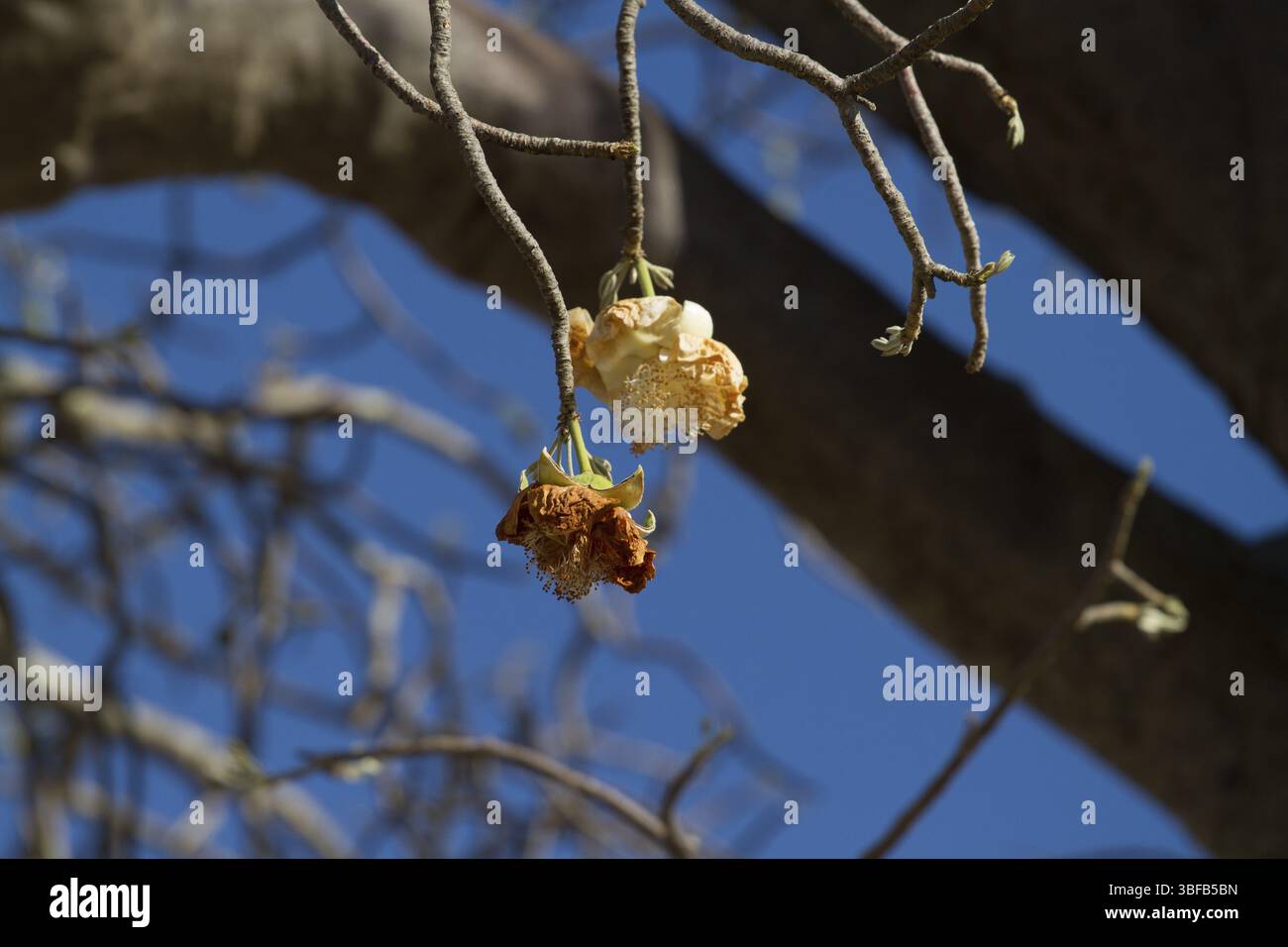 Baobab flower (Adansonia digitata Stock Photo - Alamy