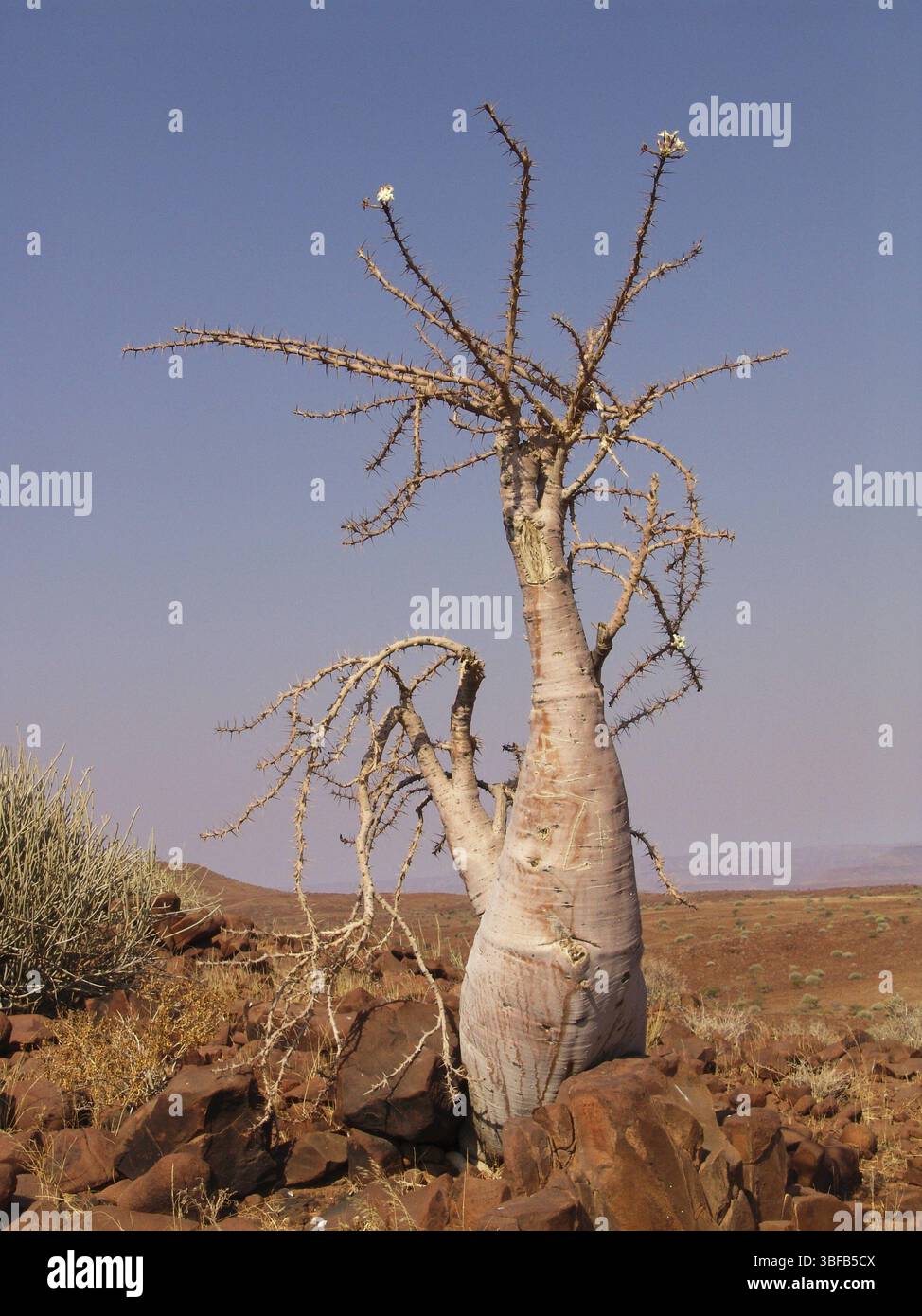 Bottle tree (Pachypodium lealii Stock Photo - Alamy