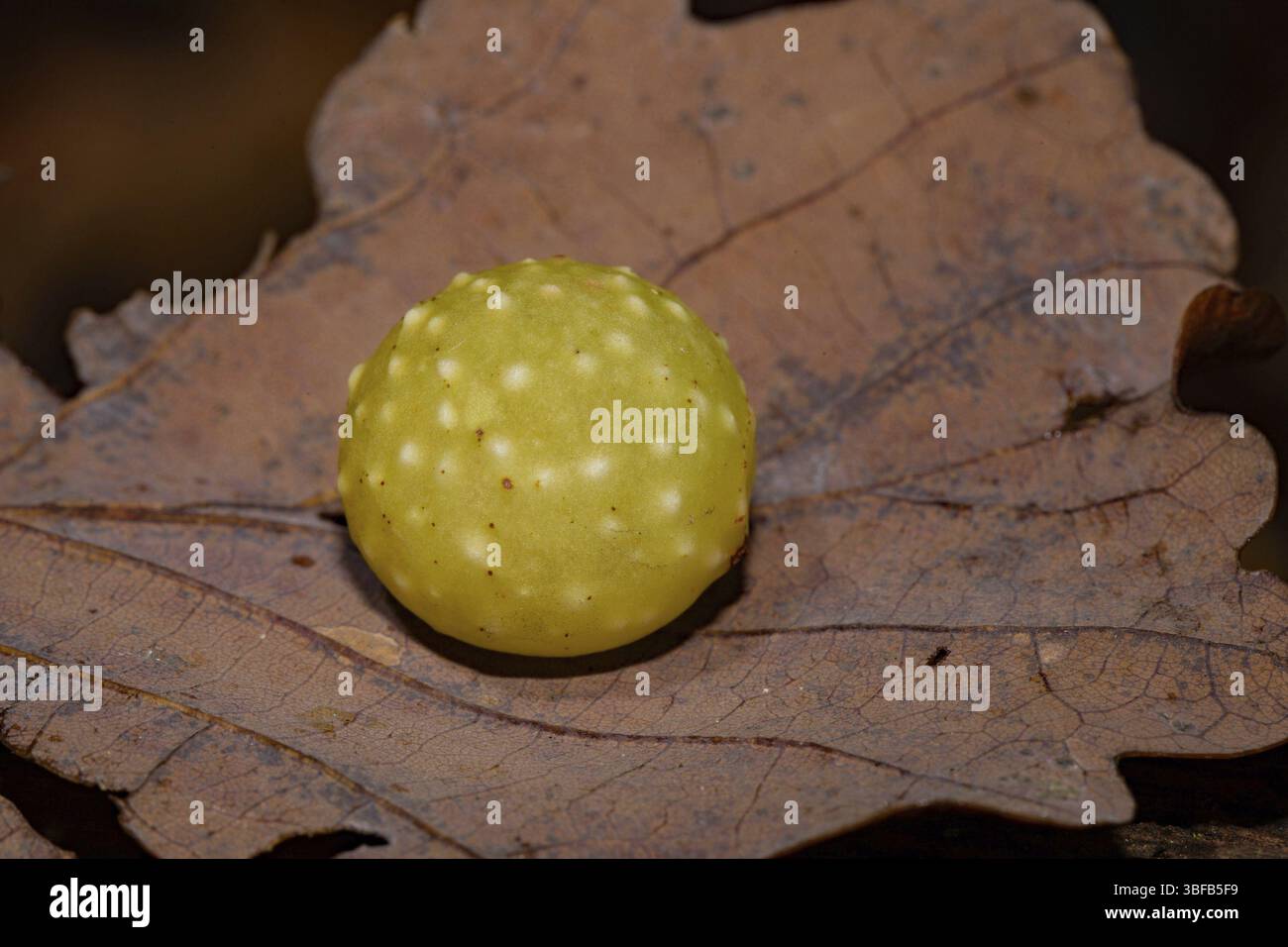 Oak gall wasp gall apple (Cynips quercusfolii Stock Photo - Alamy