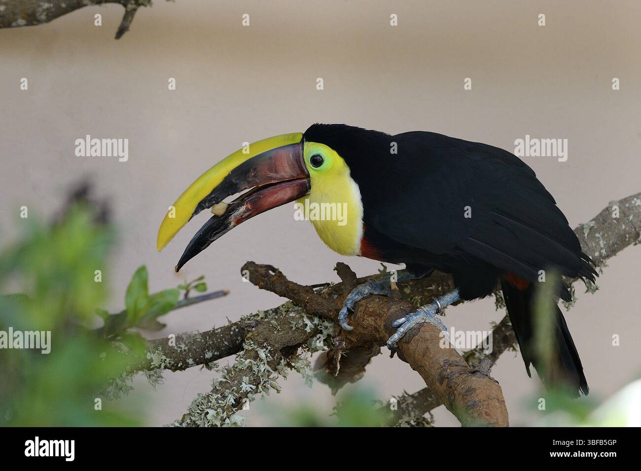 Wild toucan bird animal hi-res stock photography and images - Alamy