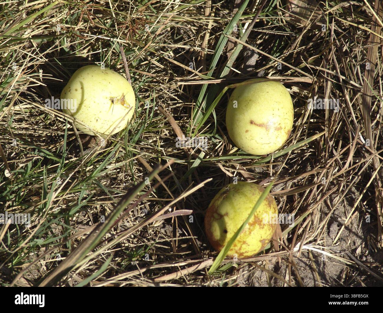Sclerocarya birrea hi-res stock photography and images - Alamy