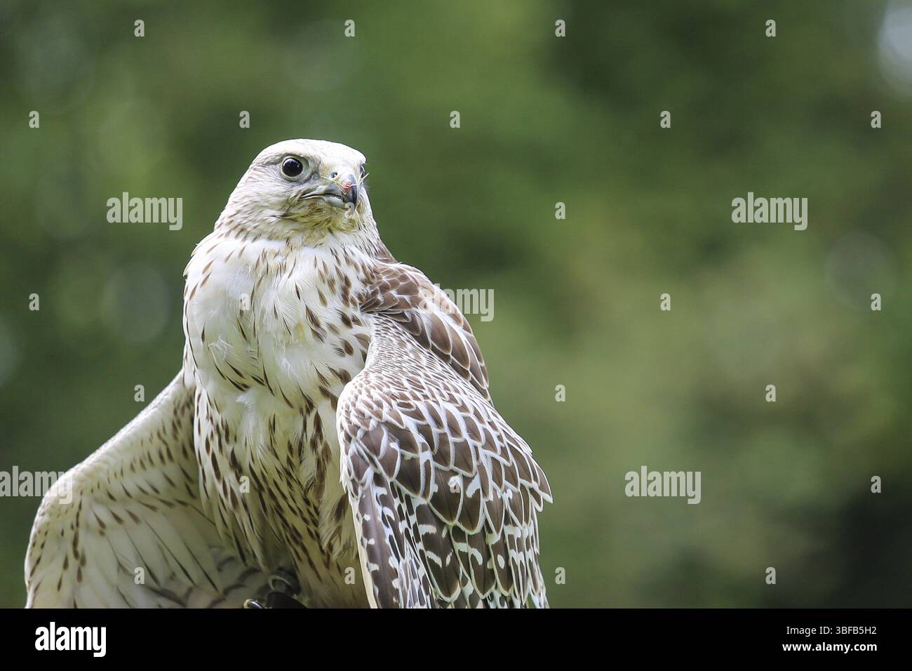 Falco rusticolus candicans hi-res stock photography and images - Alamy
