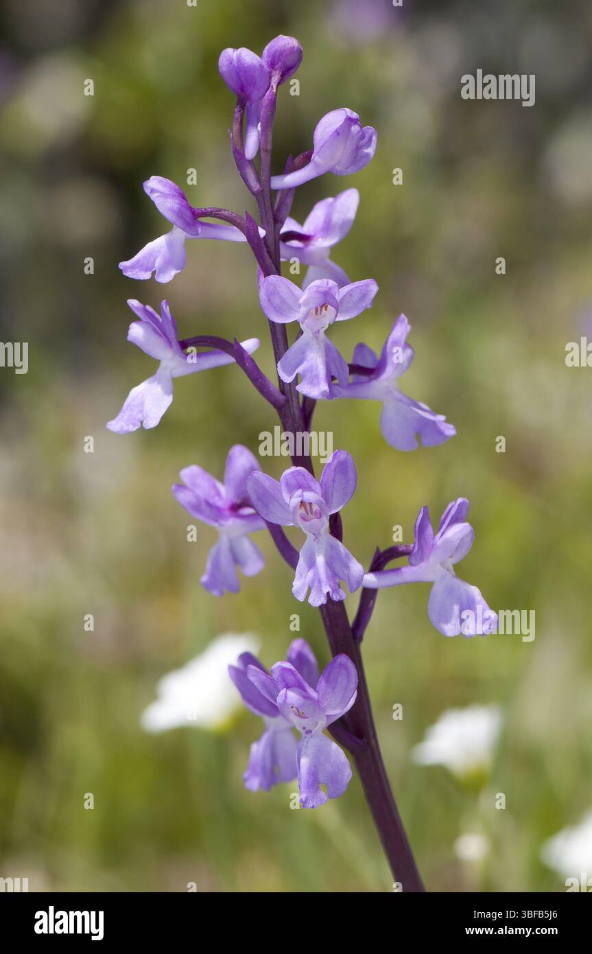 Male orchis plant hi-res stock photography and images - Alamy