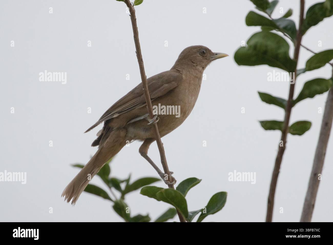 Clay colored robin national hi-res stock photography and images - Alamy