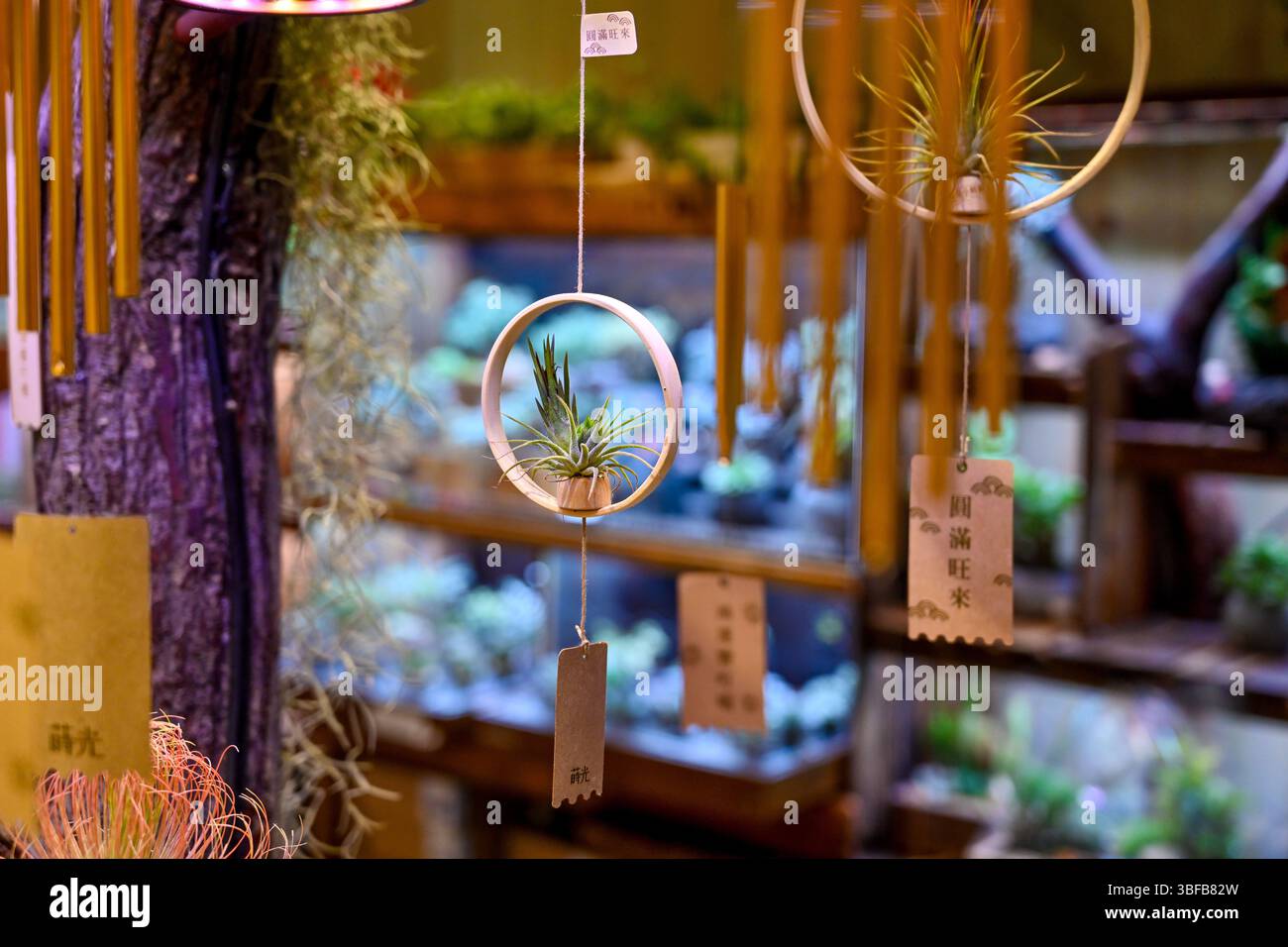 Taiwan May 30 2025: A display of hanging air plants mounted in circular ...