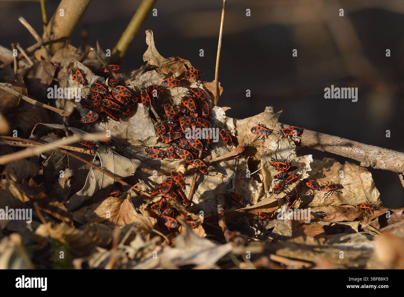 Fire bugs (Pyrrhocoris apterus Stock Photo - Alamy