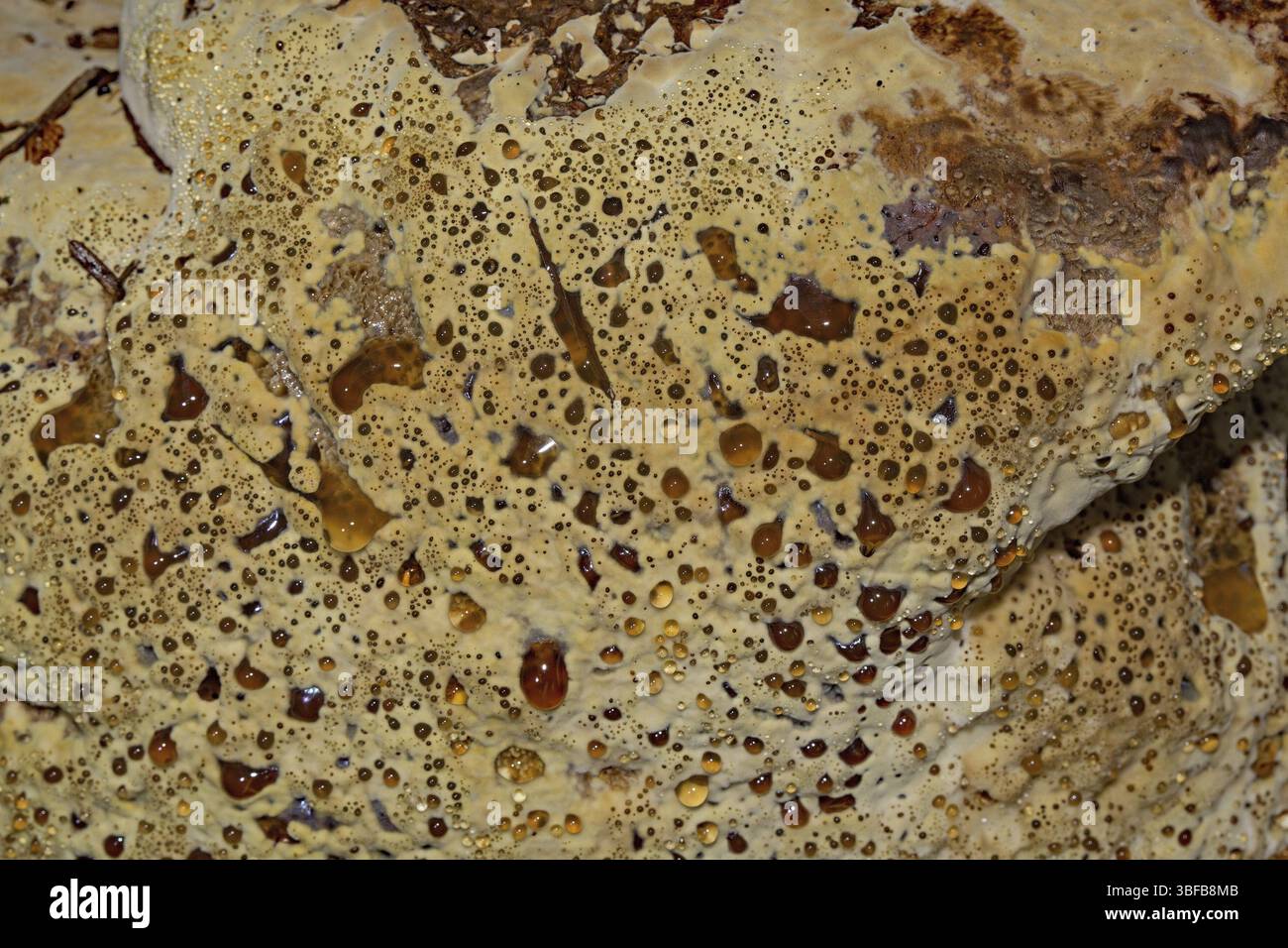 Dryadeus hi-res stock photography and images - Alamy