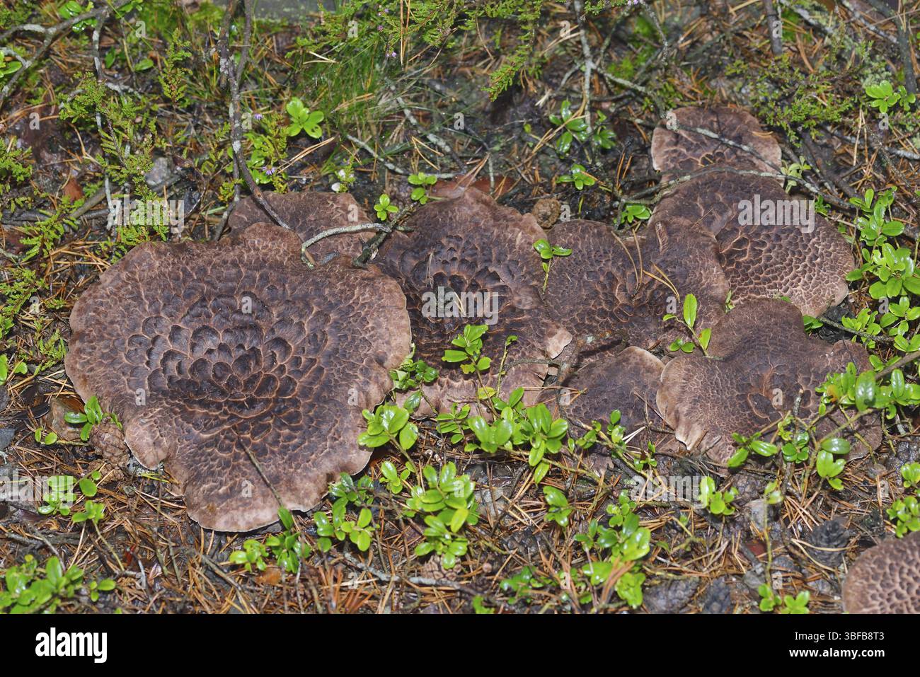 Hawk mushroom (Sarcodon imbricatus Stock Photo - Alamy