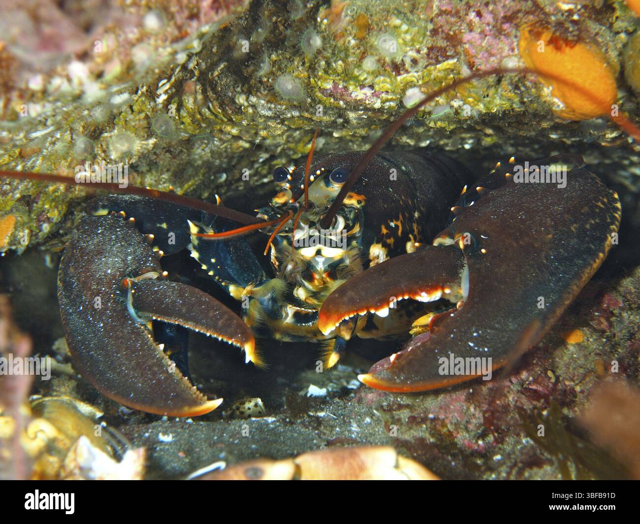 Homarus gammarus (Homarus gammarus Stock Photo - Alamy