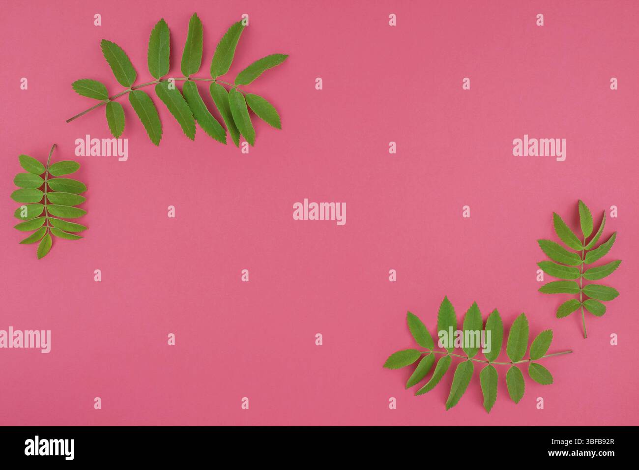 Creative flat lay top view pattern with fresh green rowan tree leaves ...