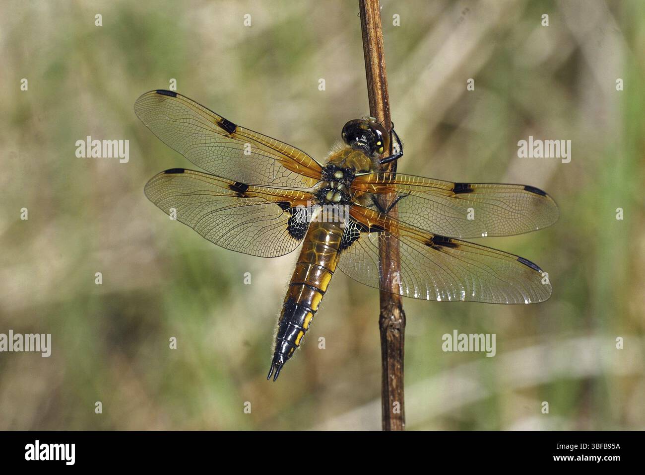Four-spot (Libellula quadrimaculata Stock Photo - Alamy