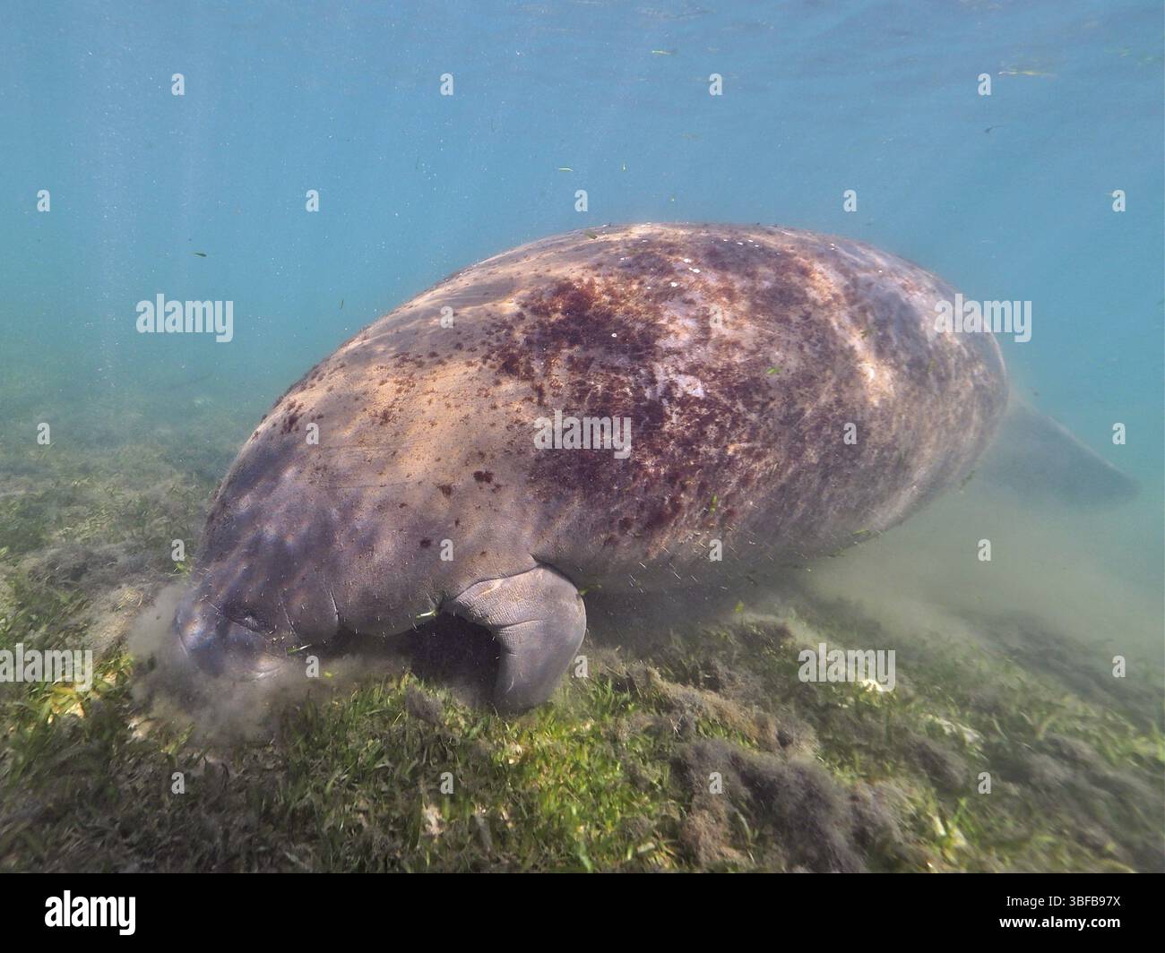 Round-tailed manatee (Trichechus manatus Stock Photo - Alamy