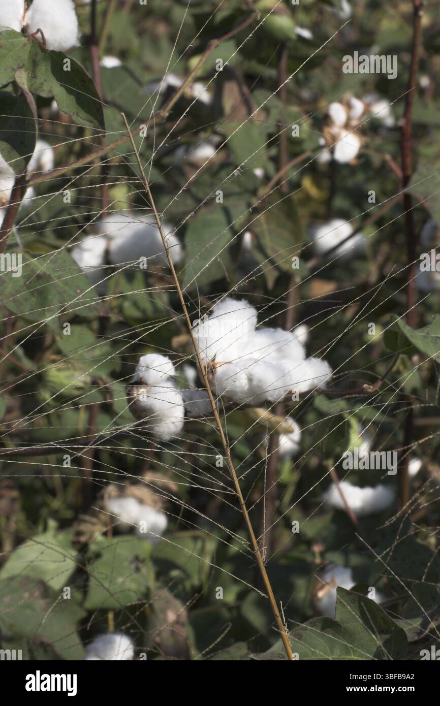 Cotton bush, common cotton (Gossypium herbaceum Stock Photo - Alamy