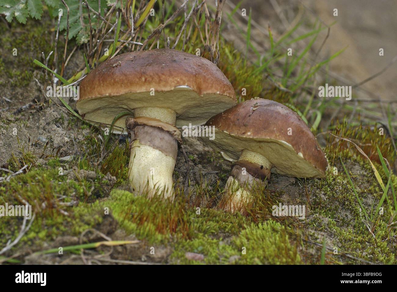 Butter boletus (Suillus luteus Stock Photo - Alamy