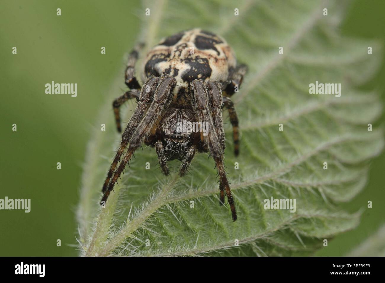 Reed spider, female (Larinioides cornutus Stock Photo - Alamy