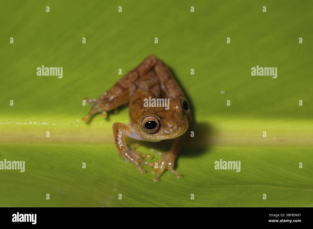 Endangered spotted tree frog hi-res stock photography and images - Alamy