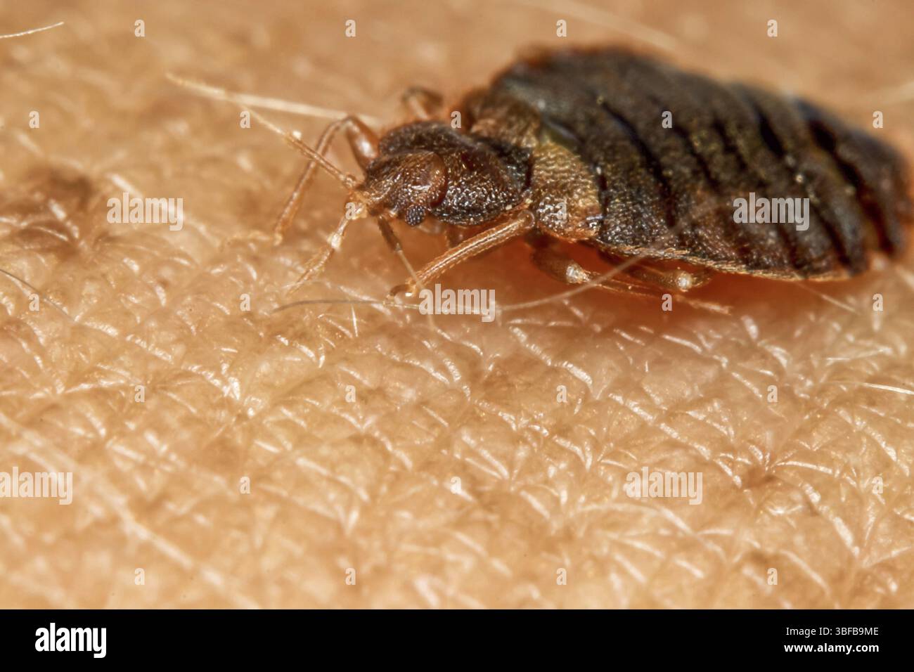 Bed bug (Cimex lectularius Stock Photo - Alamy